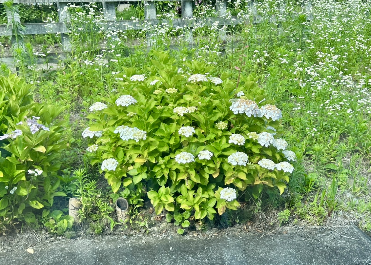 COCON の浴衣でSL大樹に乗車~ノスタルジックな日光旅を | COCON NIKKO